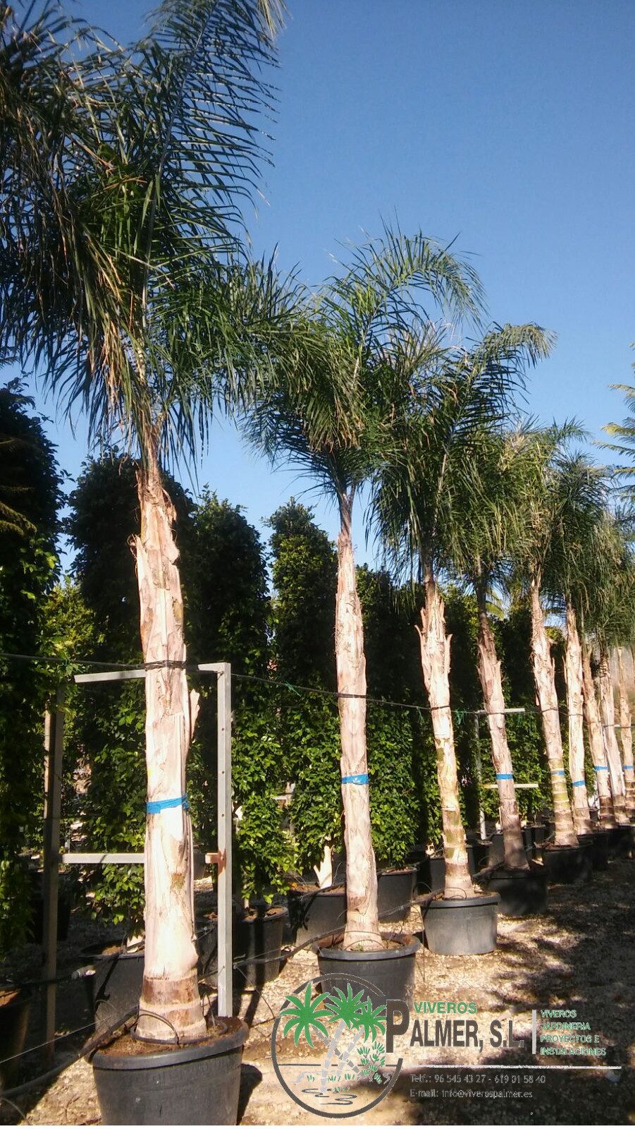 Arecastrum Romanzoffianum o Palmera Coco – Viveros Palmer S.L.