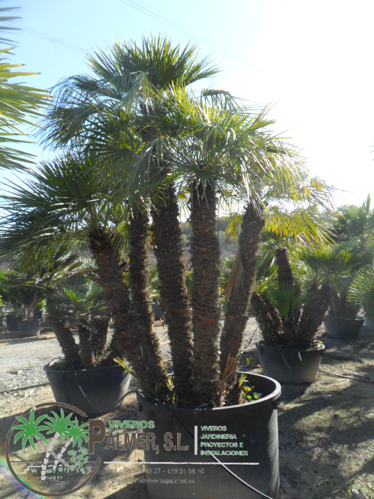 Chamaerops Humilis – Viveros Palmer S.L.